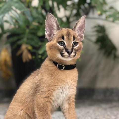 Press Releases | Tennessee Tourism Press Center